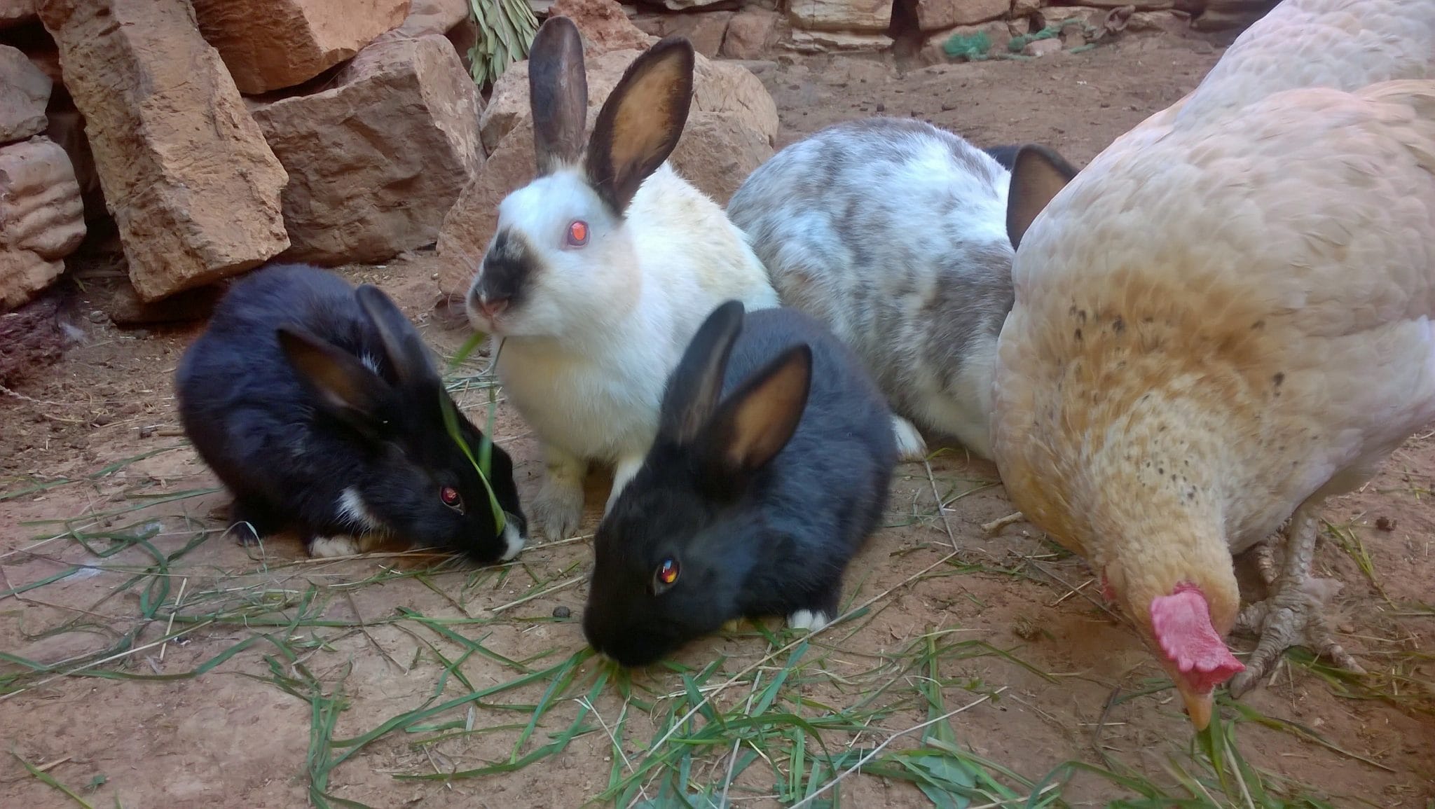 Can Rabbits & Chickens Share A Hutch? - Eggshell Online